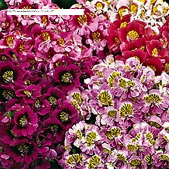 Seeds | Accents | Butterfly Angel Wings Flower Seeds Bogo | Poshmark